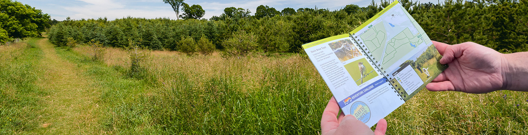 CELEBRATING 100 YEARS OF THE YORK REGIONAL FOREST | York Region