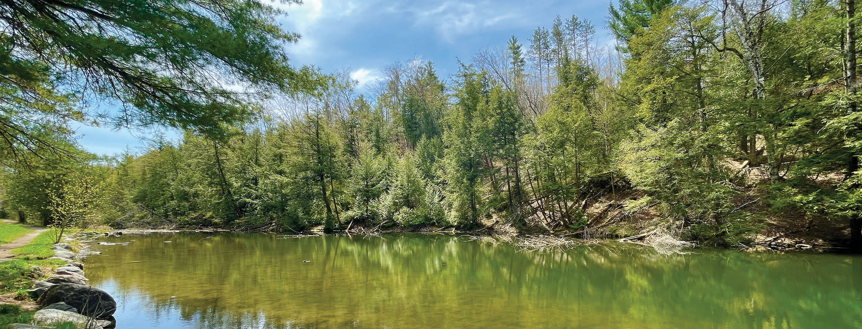 CELEBRATING 100 YEARS OF THE YORK REGIONAL FOREST | York Region