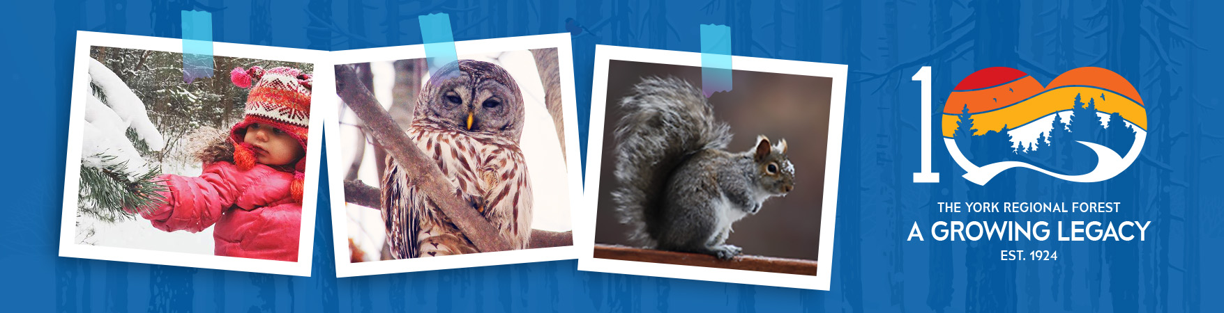 CELEBRATING 100 YEARS OF THE YORK REGIONAL FOREST | York Region